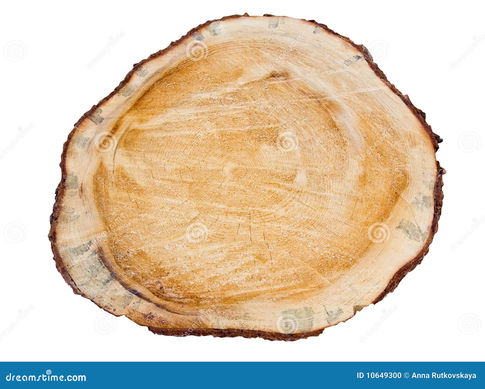 Cross Section Of Pine Tree Stock Photo - Image: 10649300