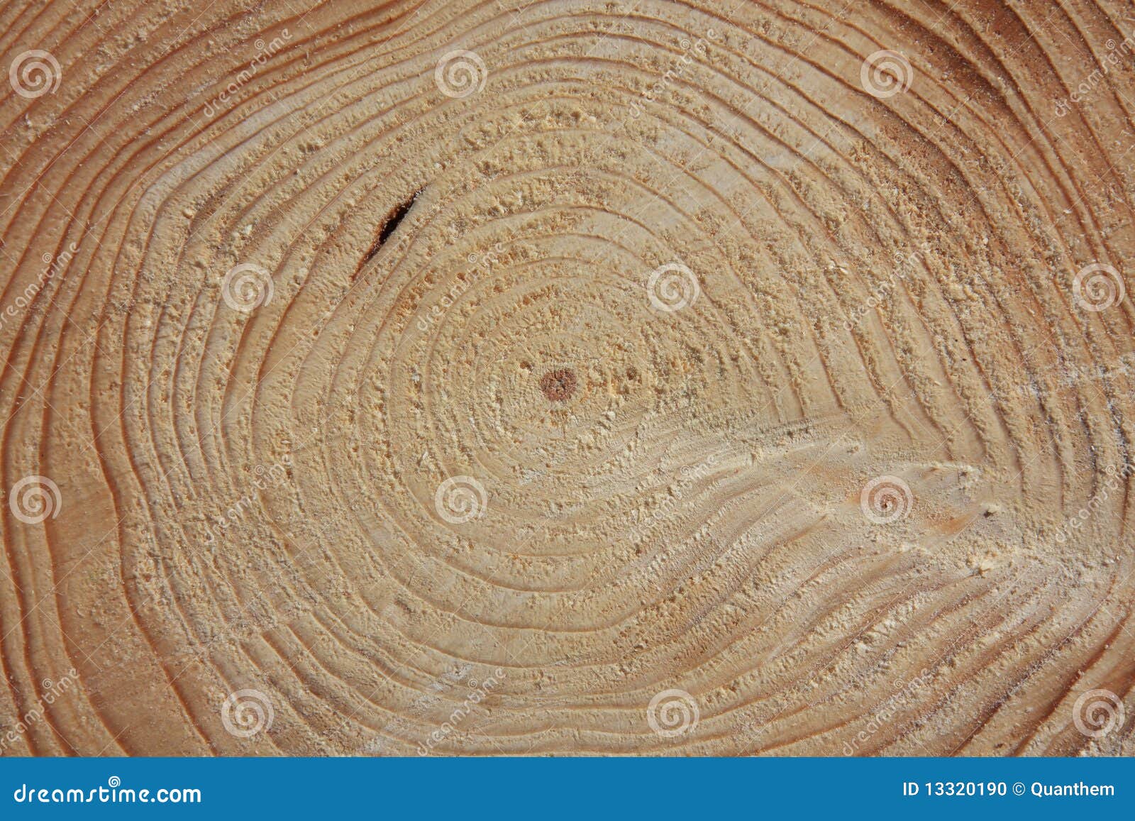 Cross Section of a Pine Tree Stock Photo - Image of textured, wood ...
