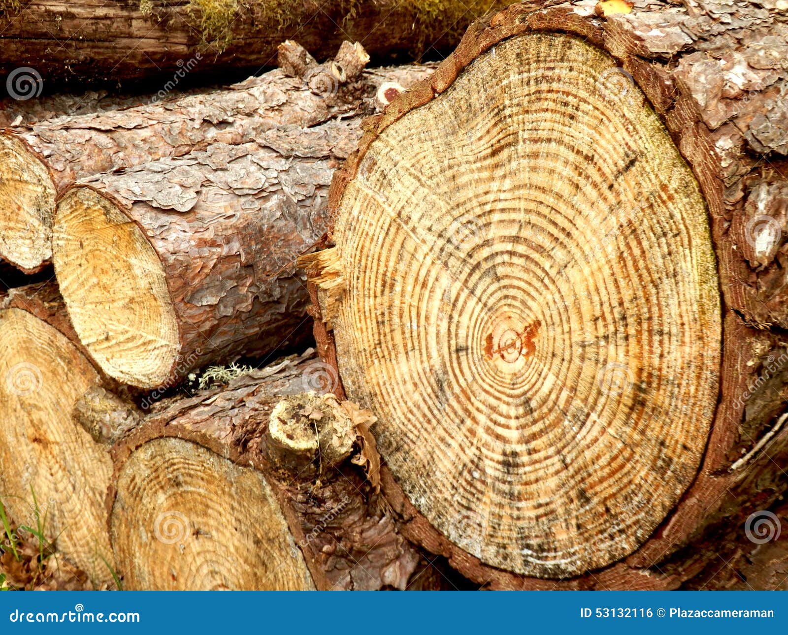 Cross Section of a Pine Tree Stock Photo - Image of close, detail: 53132116