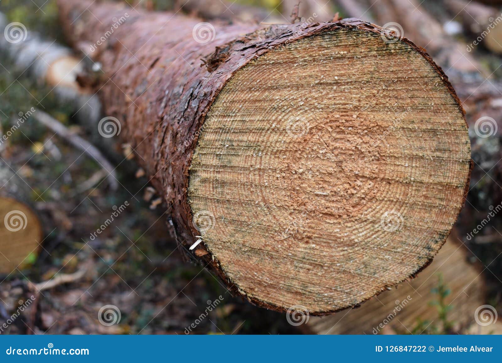 Cross Section of a Pine Tree Stock Photo - Image of daytime, trees ...
