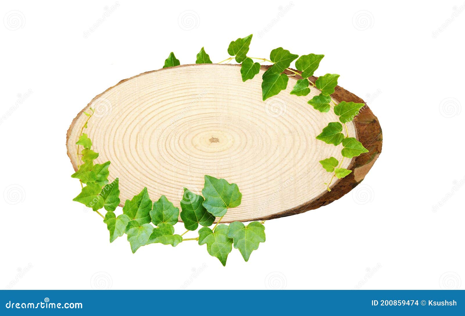 Cross section of pine tree stock photo. Image of forest - 200859474