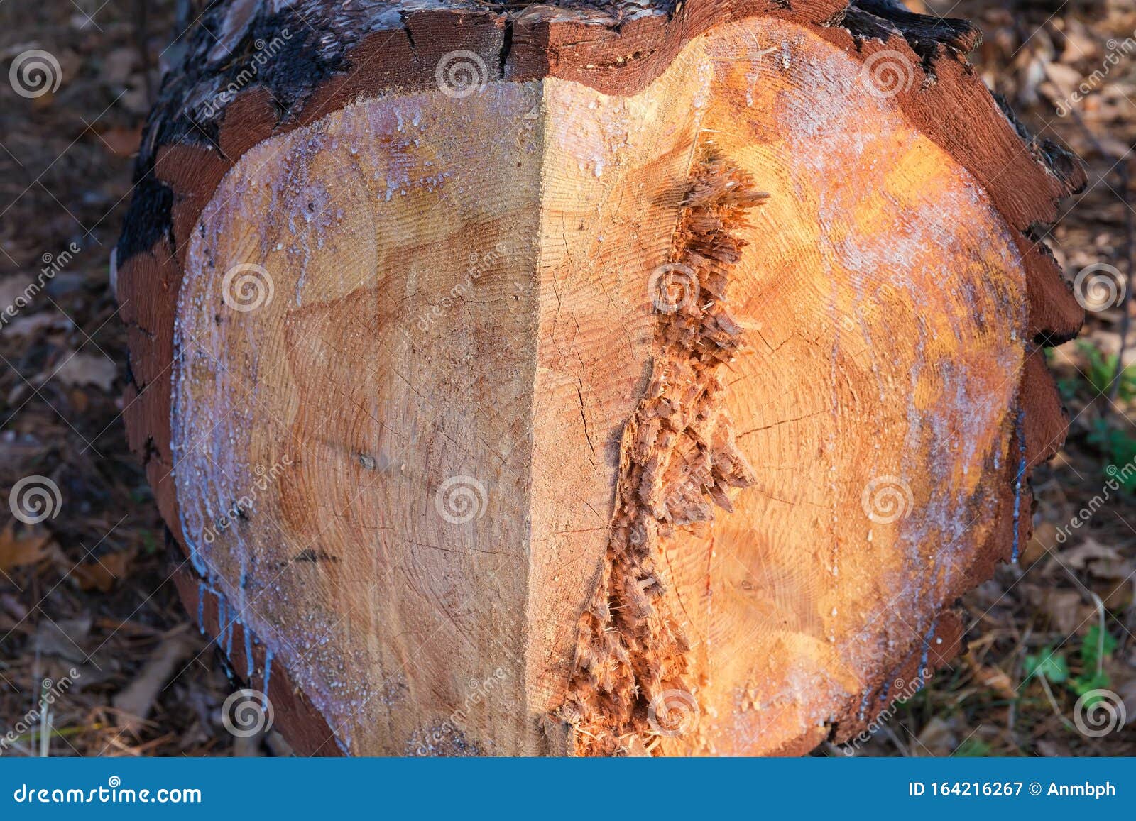 Cross Section of Pine Trunk that Was Cut Down Stock Image - Image of ...
