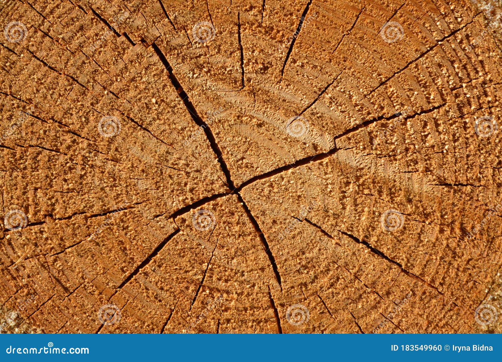 Cross section of the pine stock photo. Image of trunk - 183549960