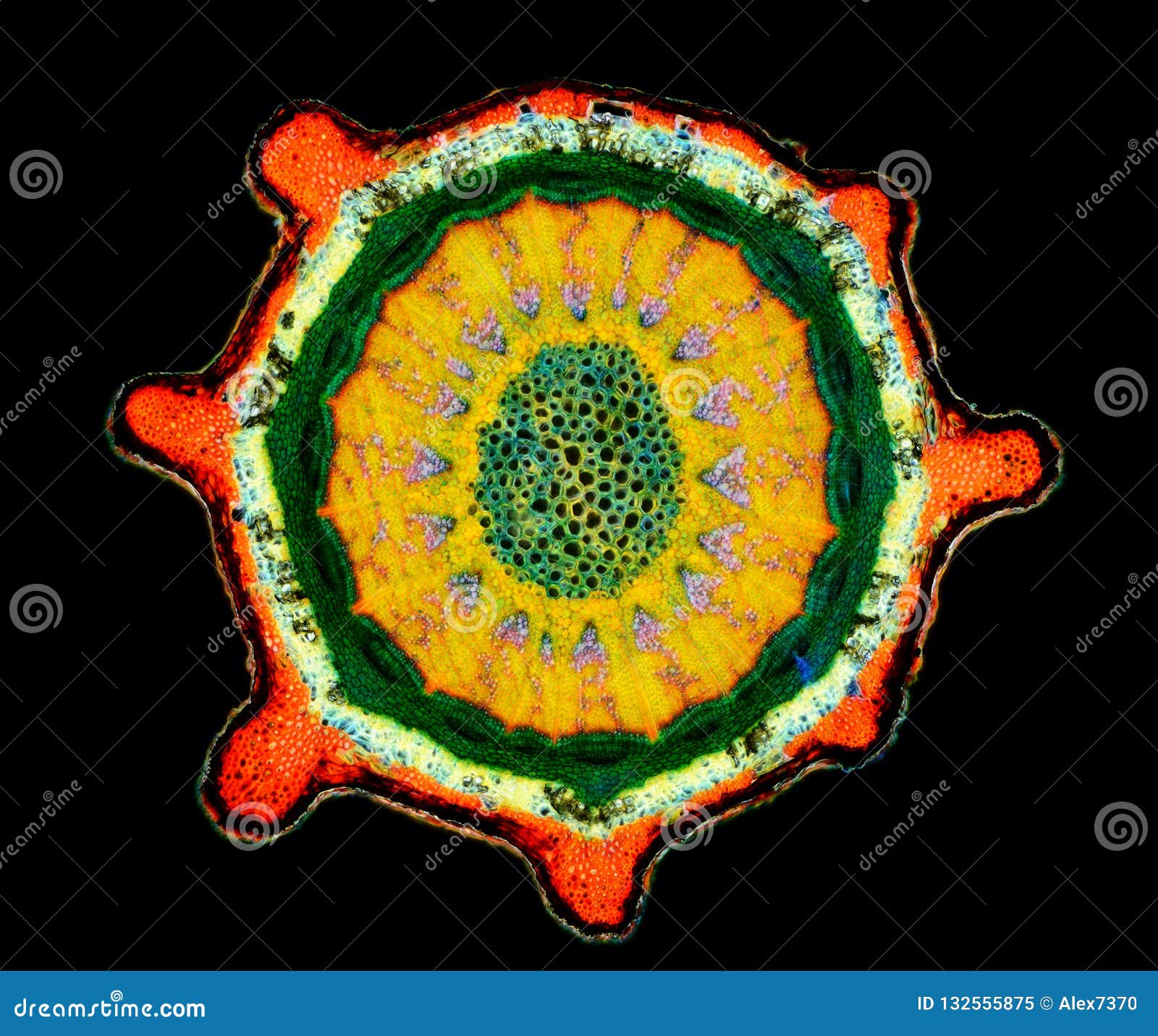 Histological Structure Of Pine Stem Vascular Bundle Under Microscope ...