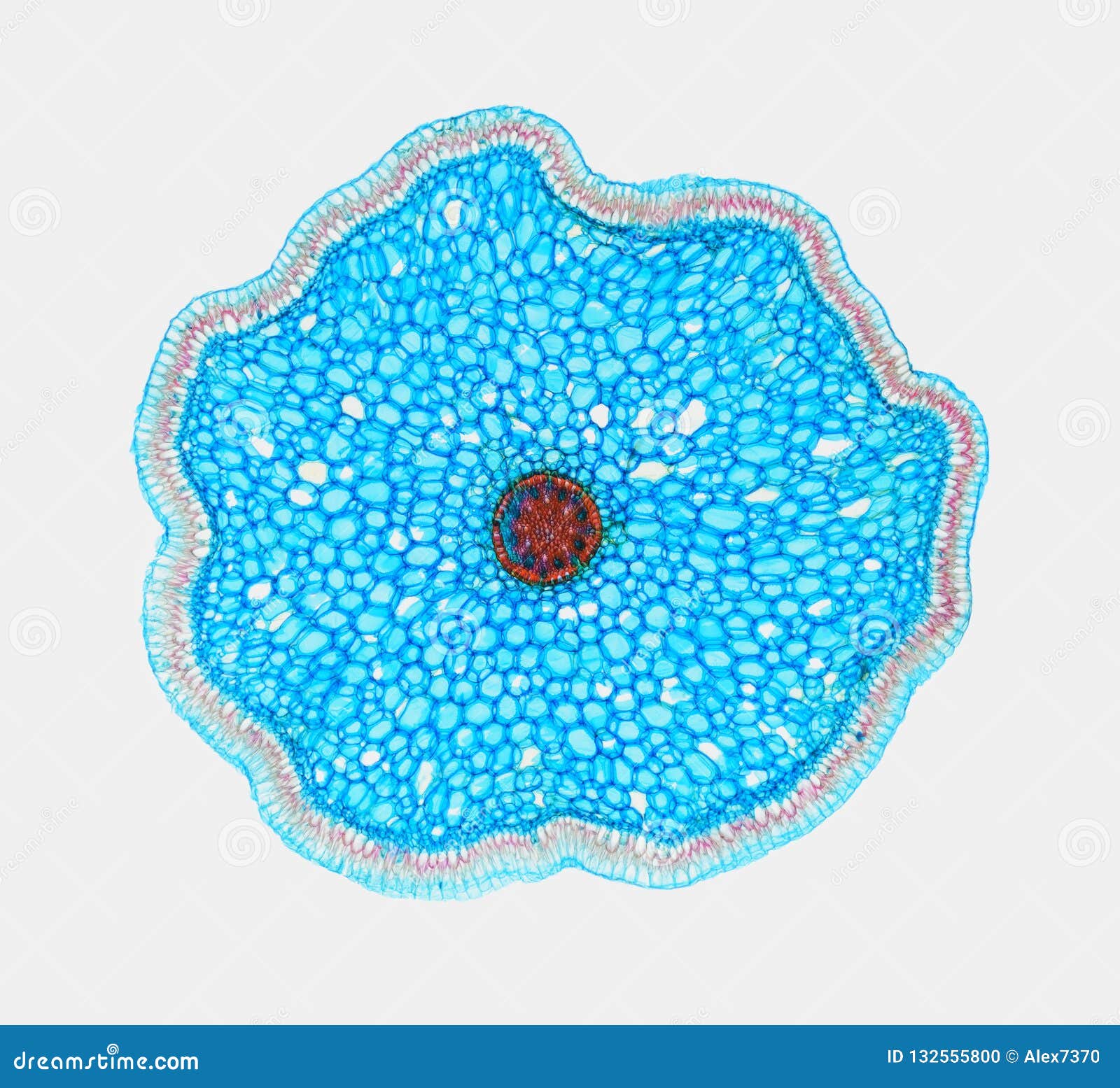 Histological Cross-section Of The Tissue Of A Mouse Leg Under ...