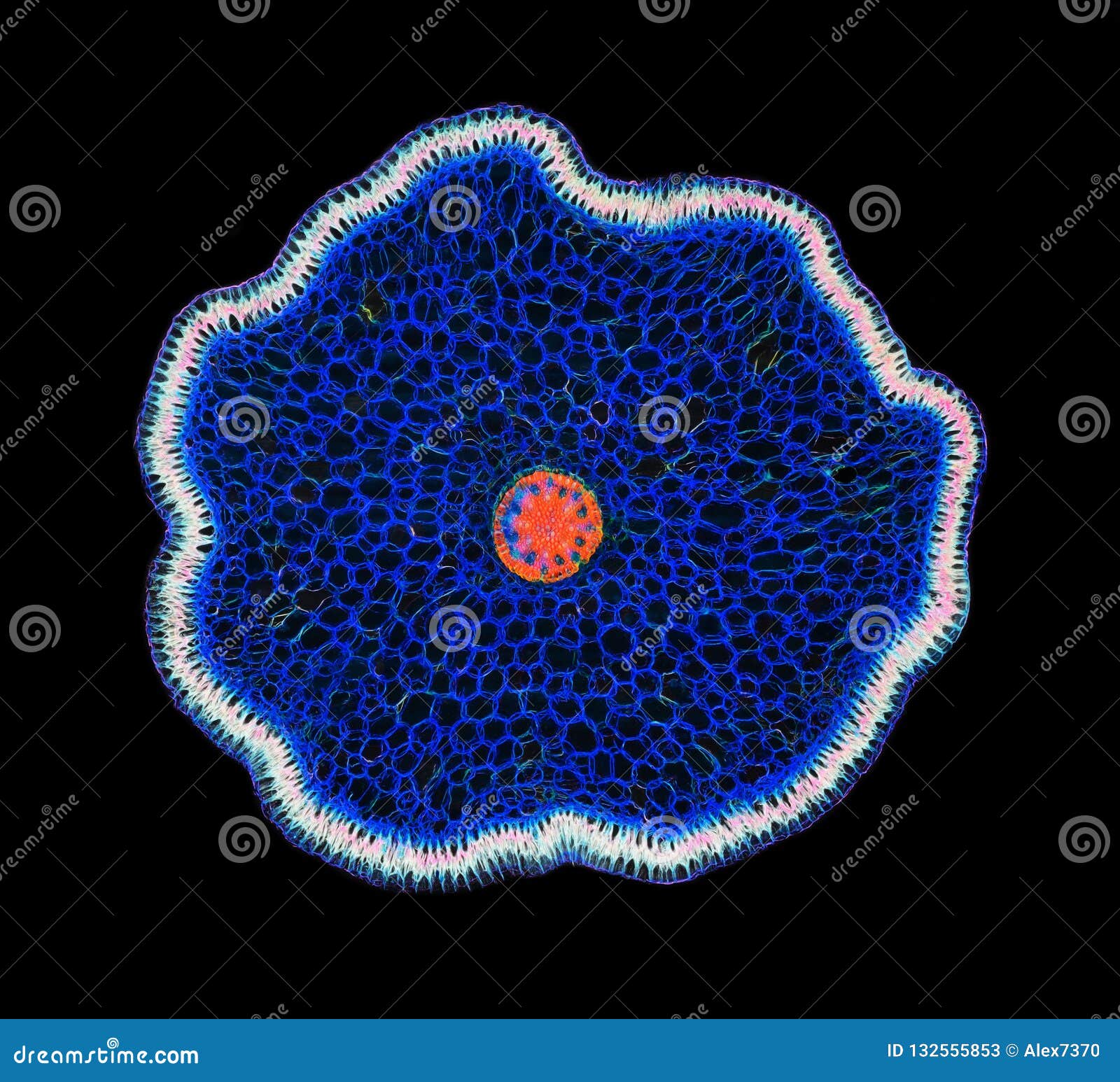 Histological Cross-section Of The Tissue Of A Mouse Leg Under ...