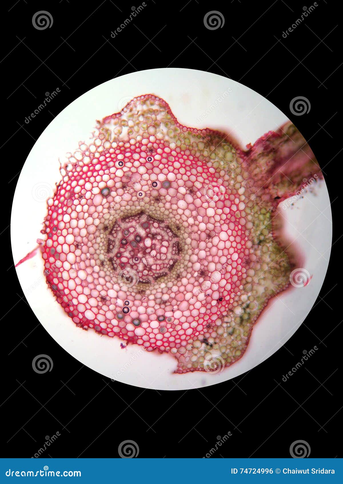 Cross Section of Plant Stem Stock Photo - Image of research, micro ...