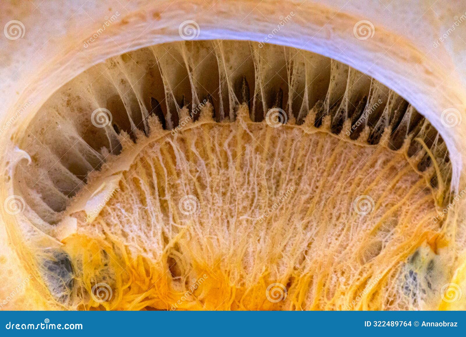 Cross-section of a Pumpkin with Cells for Seeds. Stock Photo - Image of ...