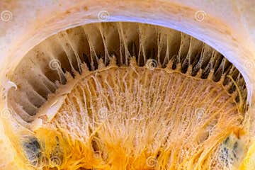 Cross-section of a Pumpkin with Cells for Seeds. Stock Photo - Image of ...