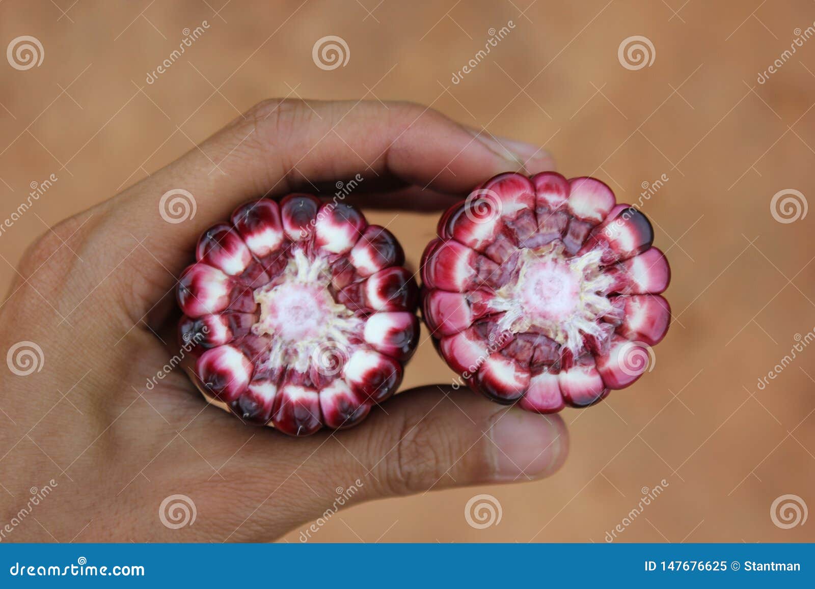 Corn Ear by Cross Section that Show Colors of Cob and Kernel on a Human ...