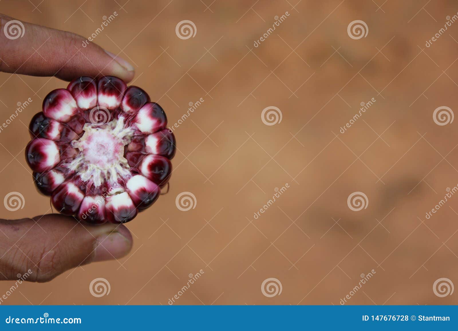 Purple Corn Ear that Show Colors of Cob and Kernel Stock Photo - Image ...