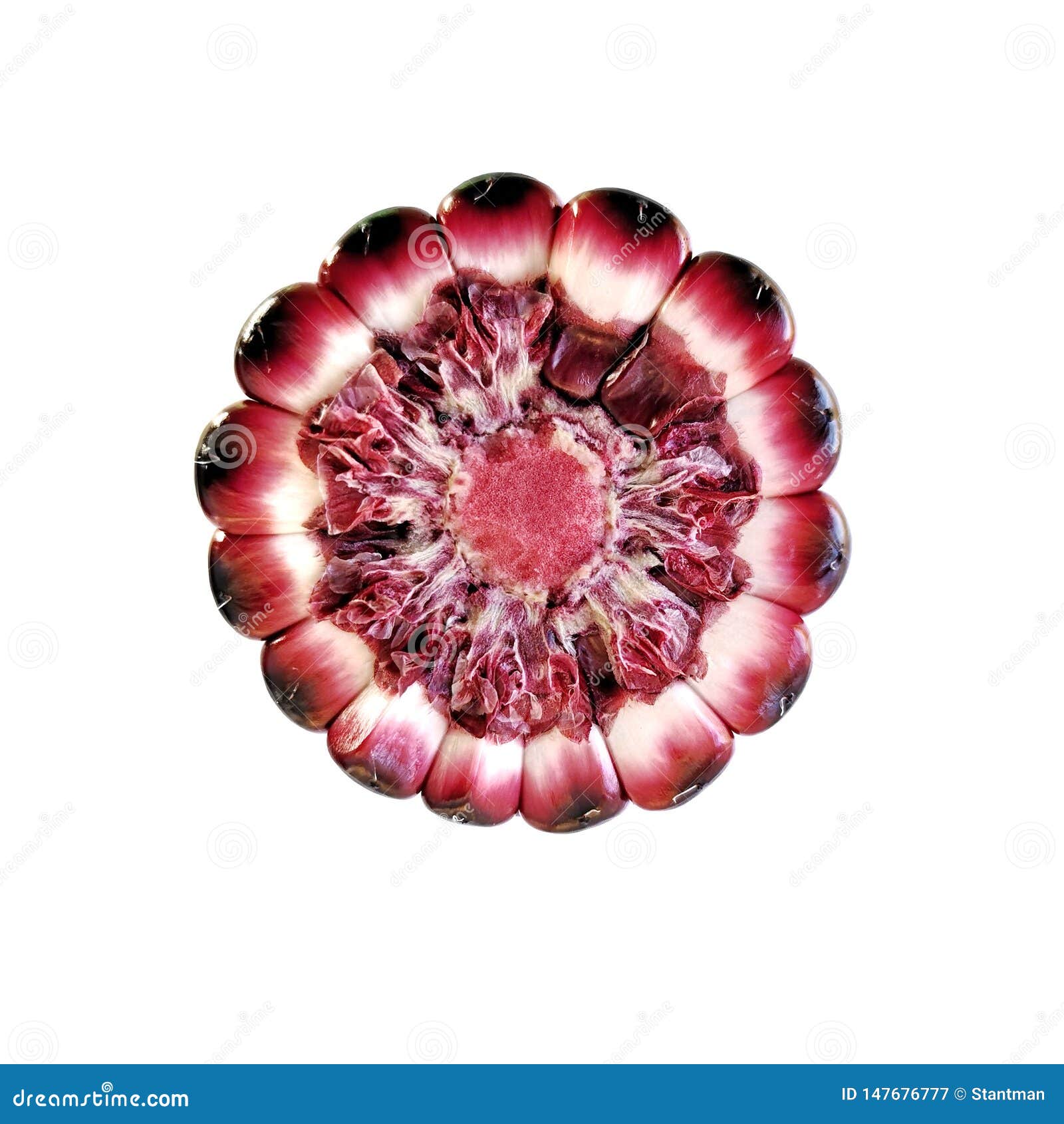 Purple Maize Ear that Show Colors of Cob and Kernel Stock Image - Image ...