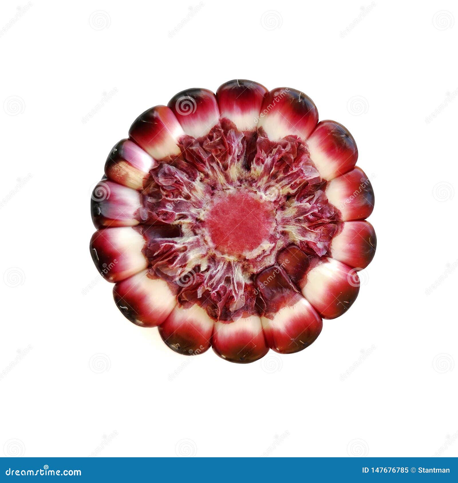 Purple Corn Ear that Show Colors of Cob and Kernel Stock Image - Image ...