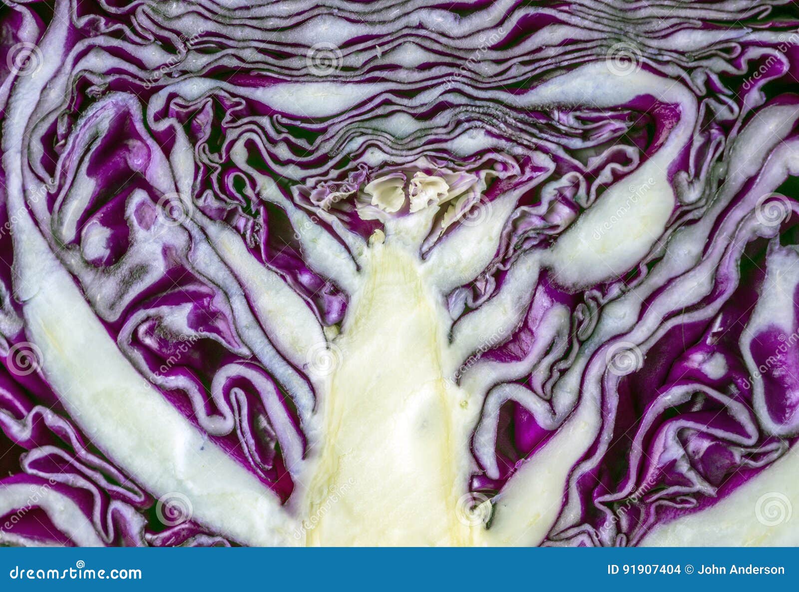Cross Section of Red Cabbage Stock Photo - Image of cabbage, leaved ...