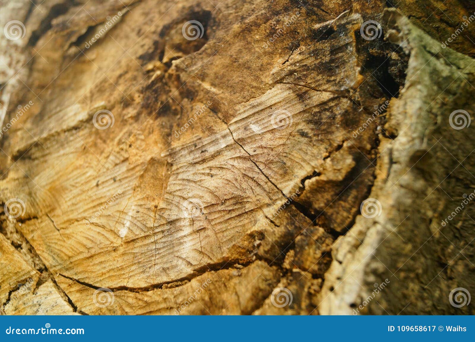 The Cross Section of the Round Wood Stock Image - Image of objects ...