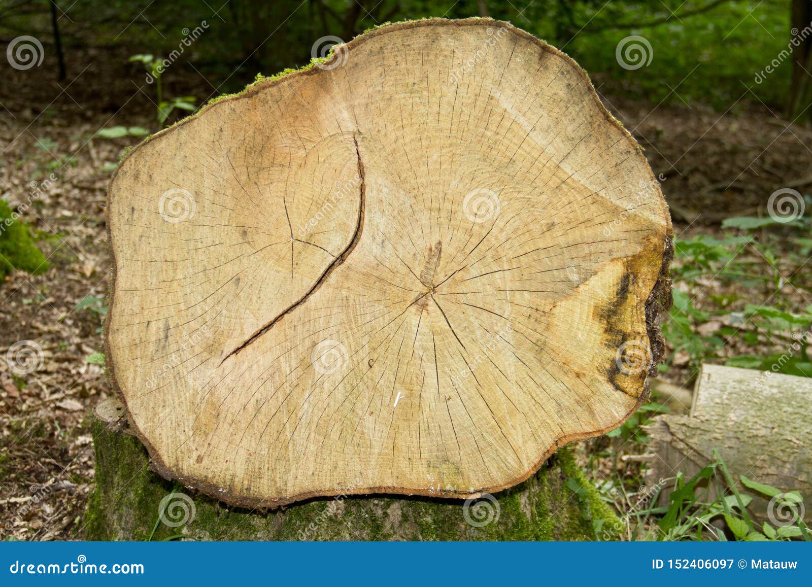 Ash Tree Cross Section