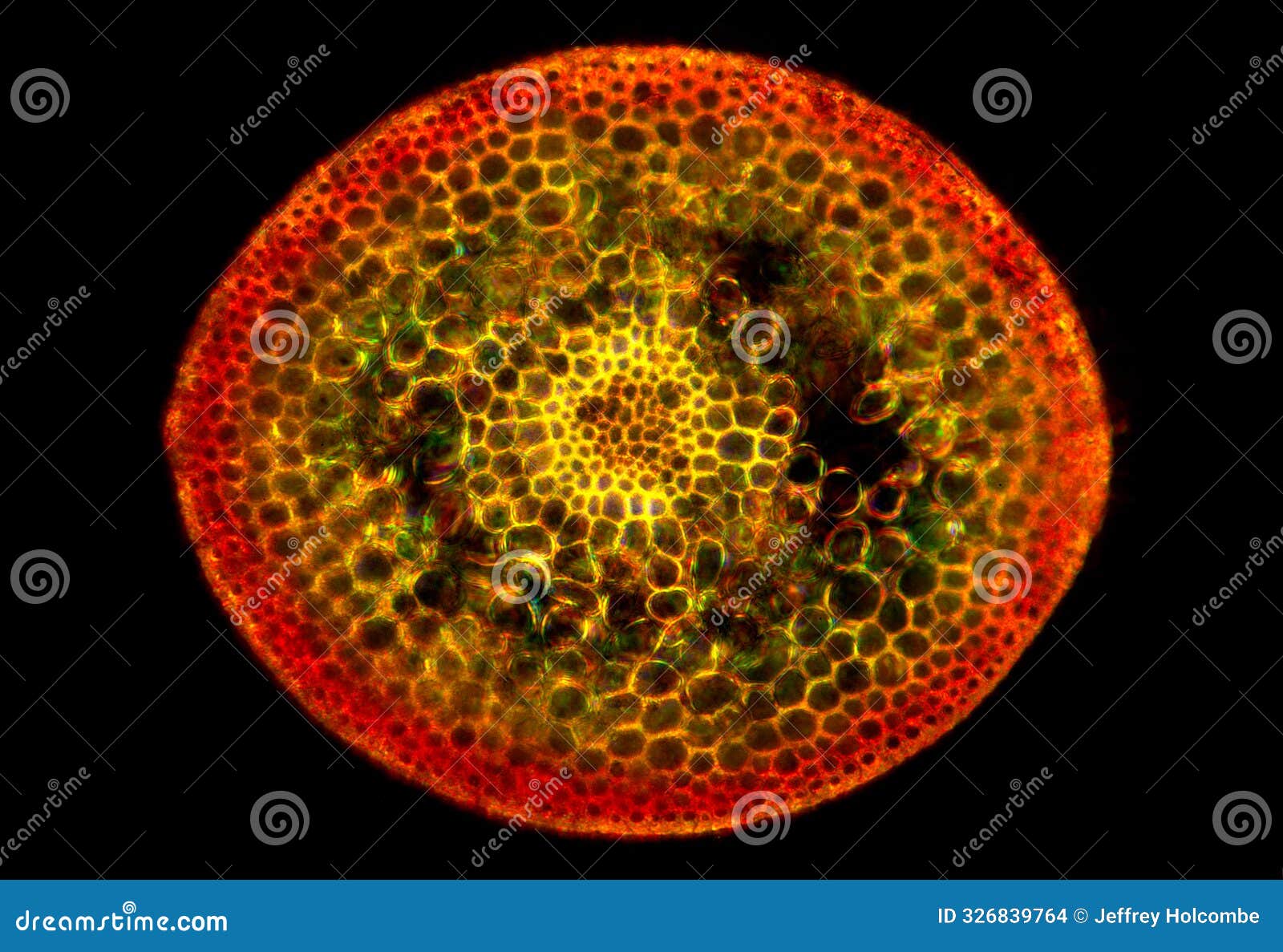 Seta Of A Polytrichum Moss In Cross Section, With Polarization Stock ...
