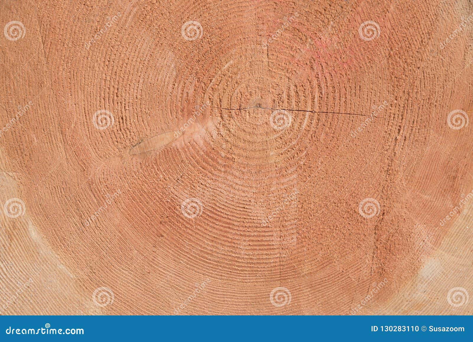 Cross Section Shot of an Old Tree Stem Stock Photo - Image of cross ...