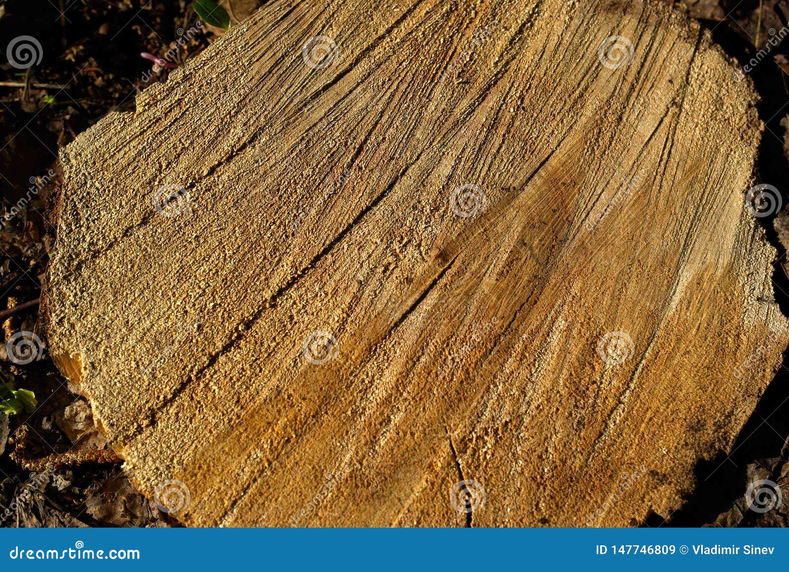The Stump of a Sawn Tree Trunk Stock Image - Image of pattern, timber ...