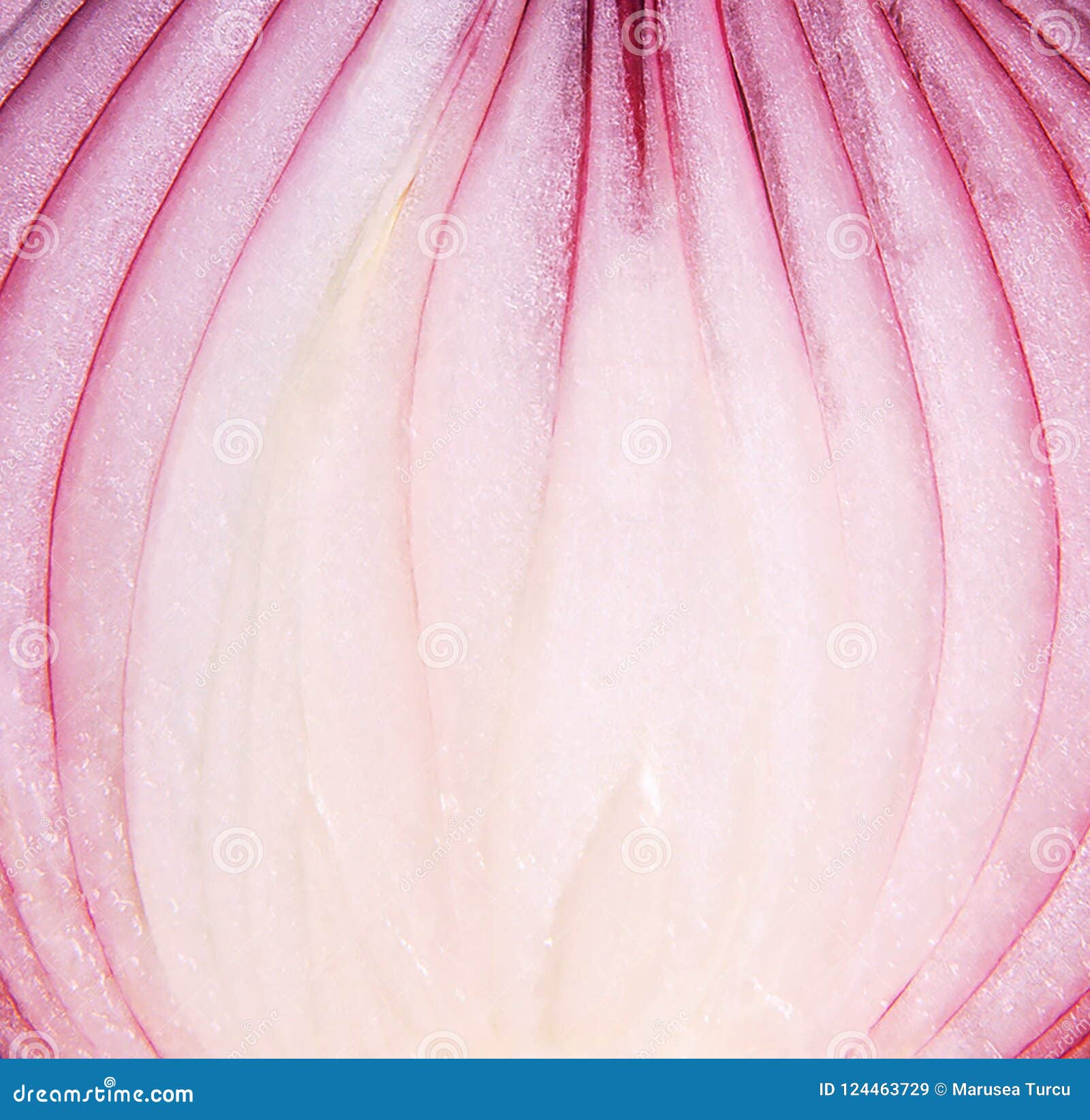 Cross Section Slice of Red Onion Stock Image - Image of slice, closeup ...
