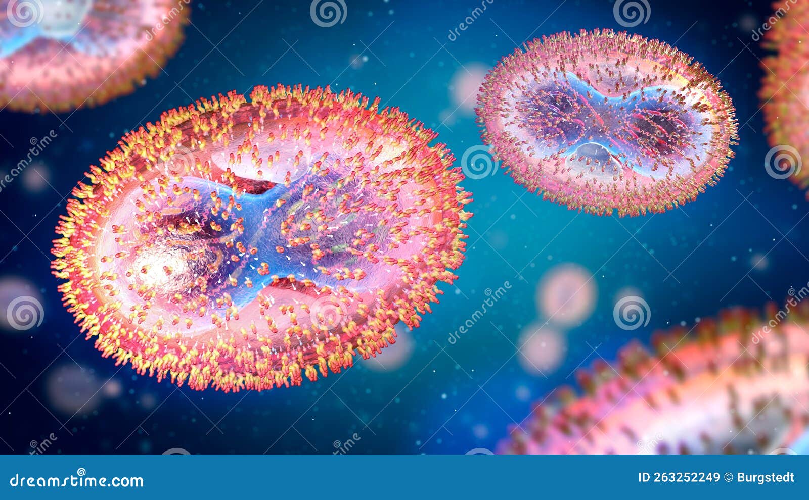 Cross Section of a Smallpox Pathogen with Cell Membrane, Nucleocapsid ...