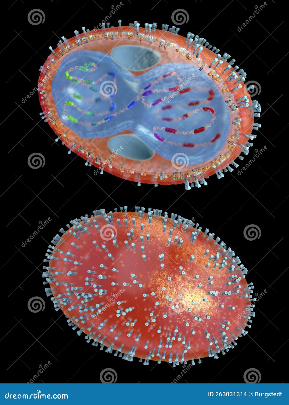 Cross Section Of A Smallpox Pathogen With Cell Membrane, Nucleocapsid ...