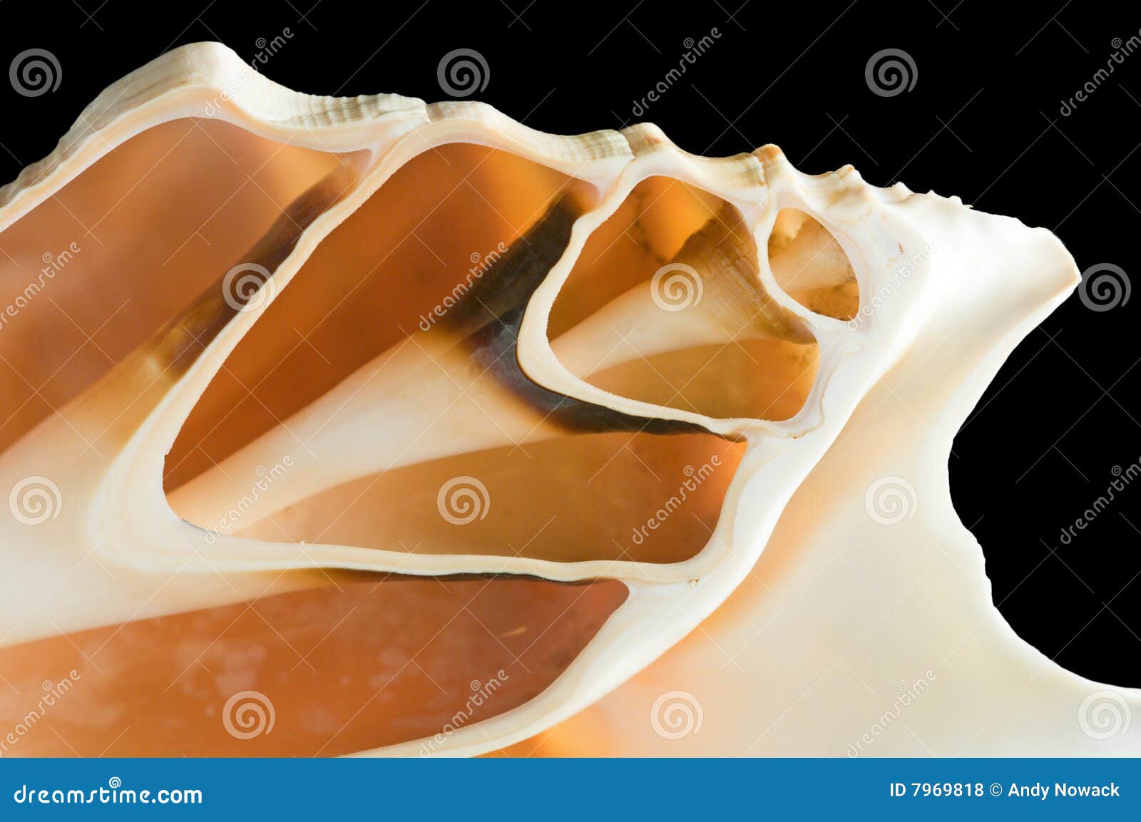 Cross Section of Snail Shell Stock Photo - Image of nature, gastropod ...