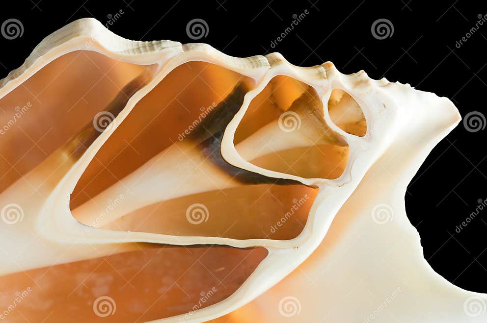Cross Section of Snail Shell Stock Photo - Image of nature, gastropod ...