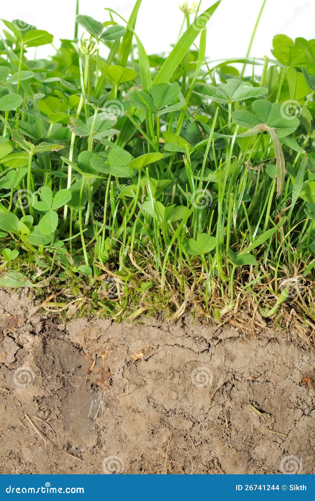 Cross Section of Soil stock photo. Image of botany, ground - 26741244