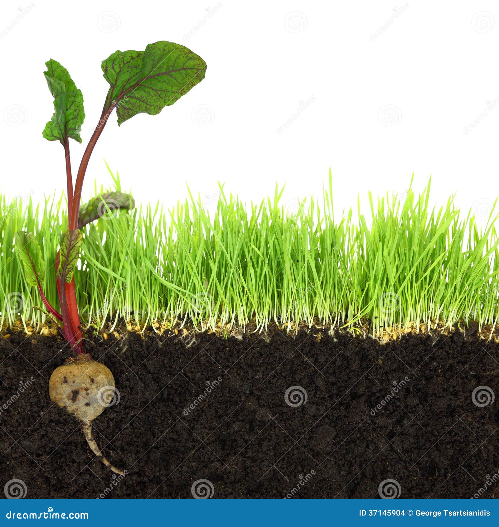 Cross-section of Soil and Grass with Beetroot Stock Photo - Image of ...