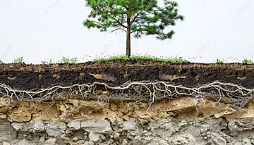 Cross-section of Soil Layers with a Tree on Top, Illustrating Soil ...