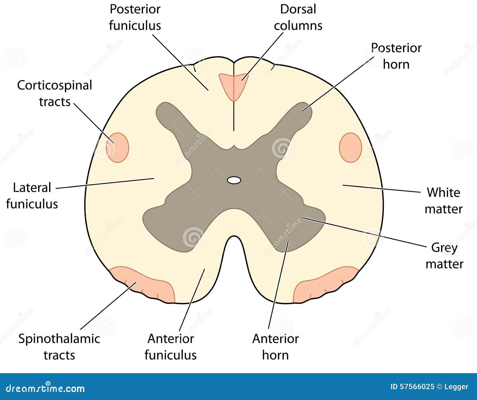 Spinal Cord Cross Section Slide Spinal Cord Cross Section Slide