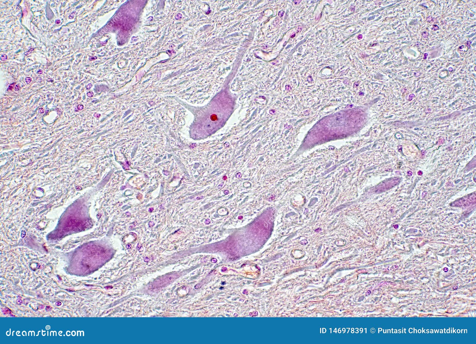 Spinal Cord Cross Section Slide Histology