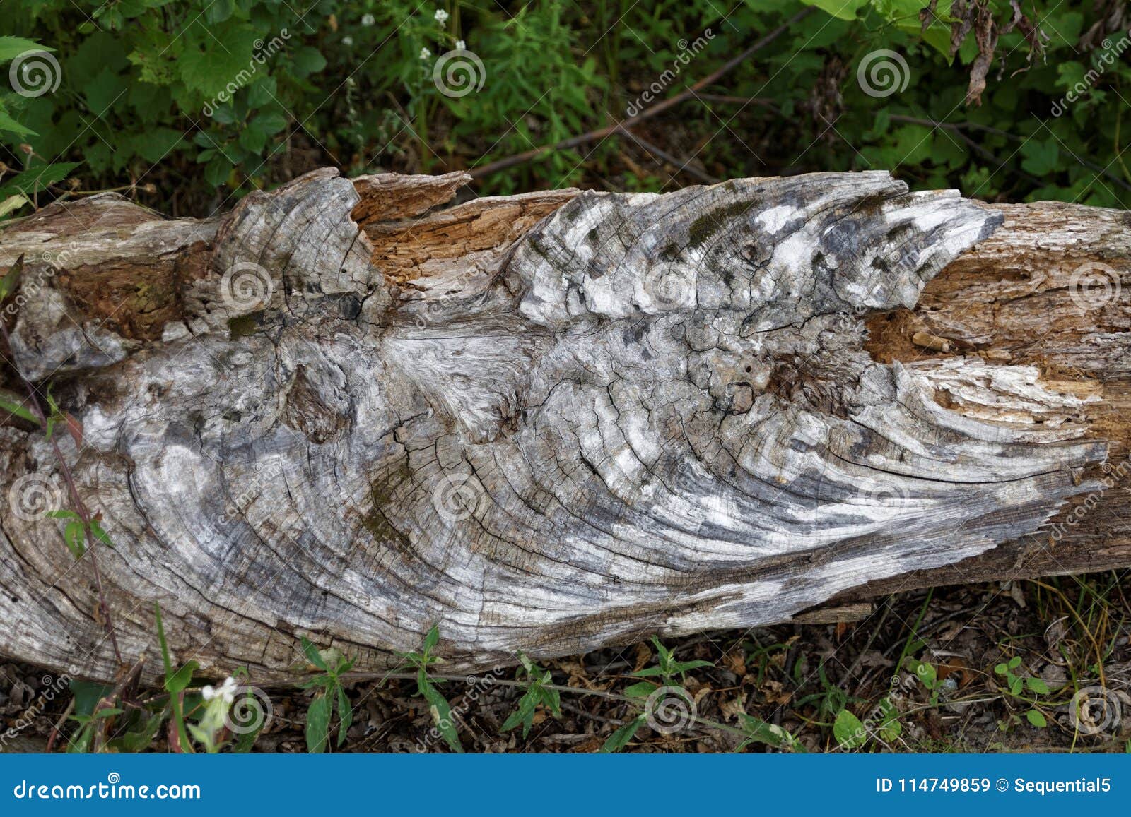 The Cross Section of a Split Piece of Wood Stock Image - Image of ...