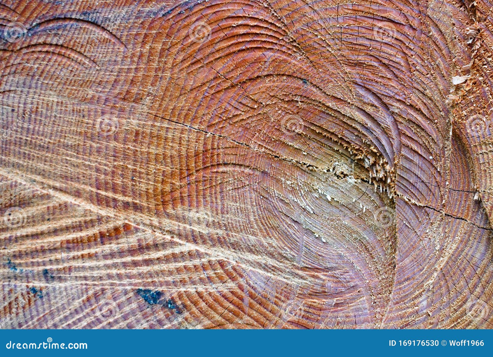 Cross Section of Spruce and Larch Lumber. Close-up Stock Photo - Image ...