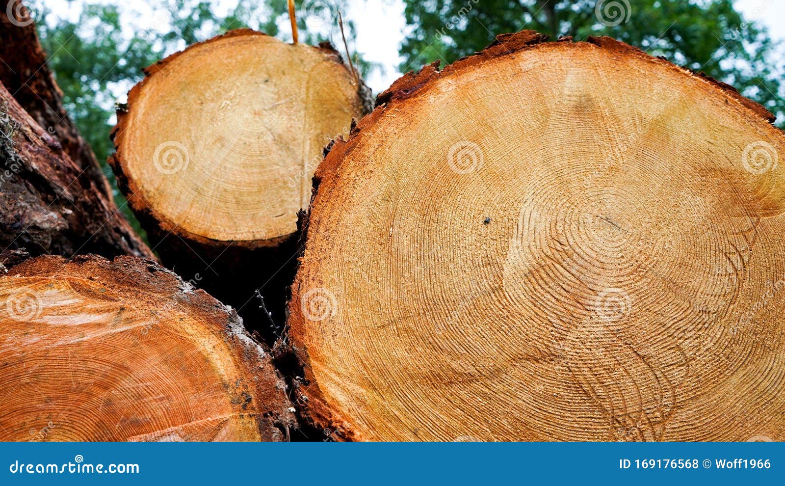 Cross Section of Spruce and Larch Lumber. Close-up Stock Photo - Image ...