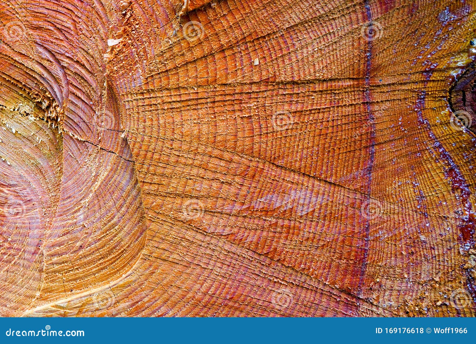 Cross Section of Spruce and Larch Lumber. Close-up Stock Photo - Image ...