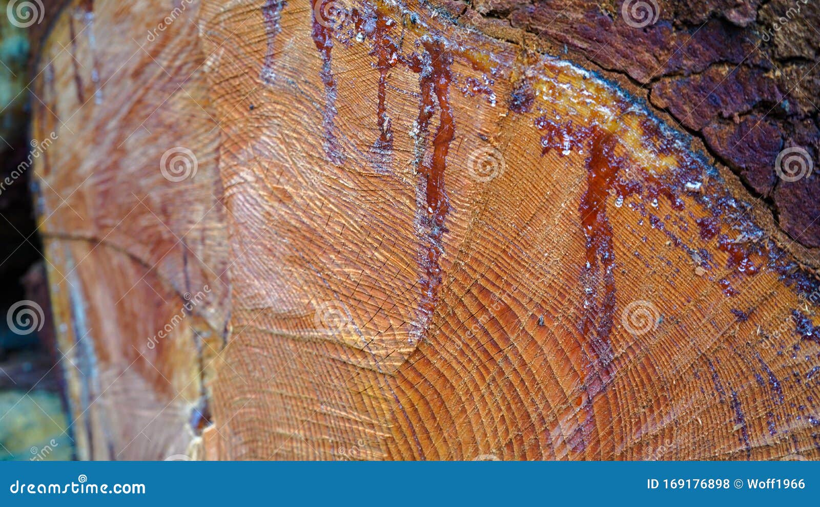 Cross Section of Spruce and Larch Lumber. Close-up Stock Photo - Image ...