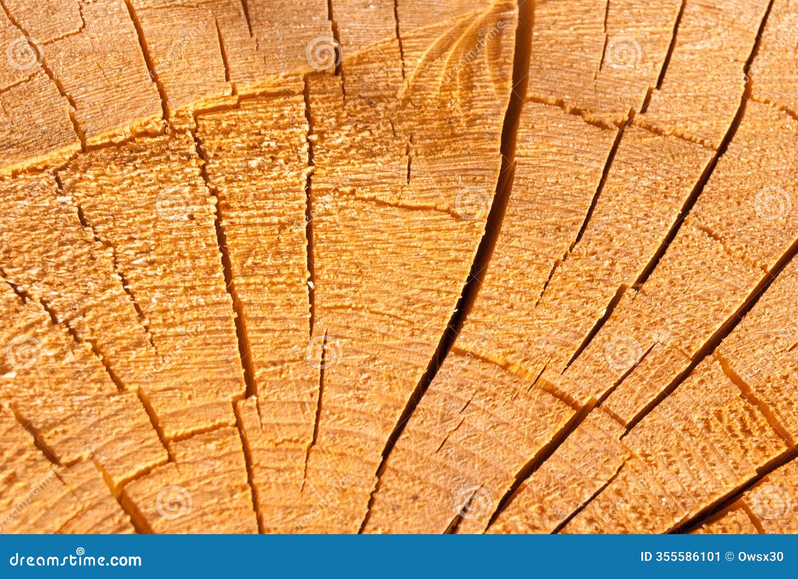 Cross-section of Spruce Trunk, with Annual Rings and Cracks. Wood ...