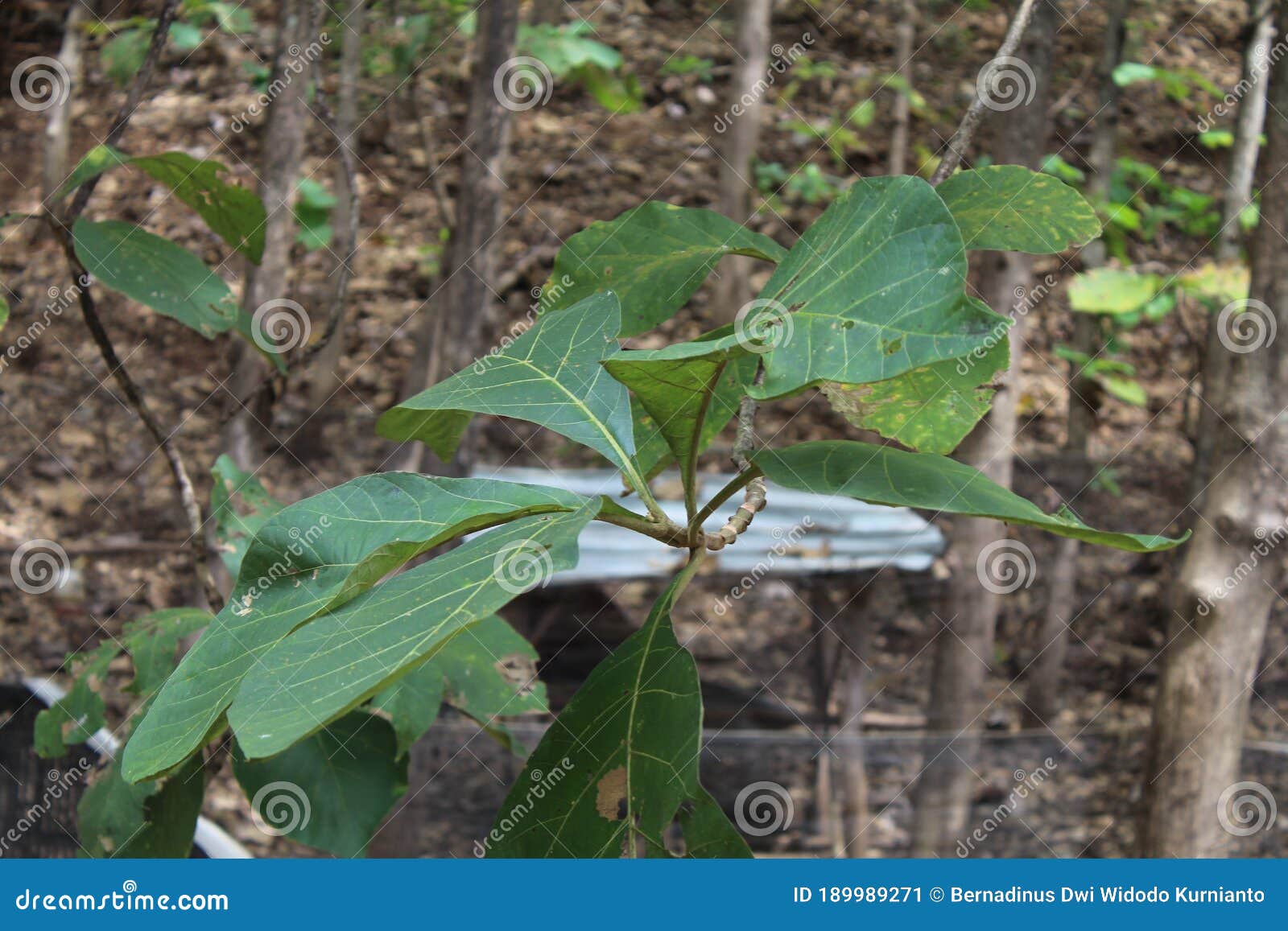 Green teak leaves stock image. Image of leafy, grow - 189989271