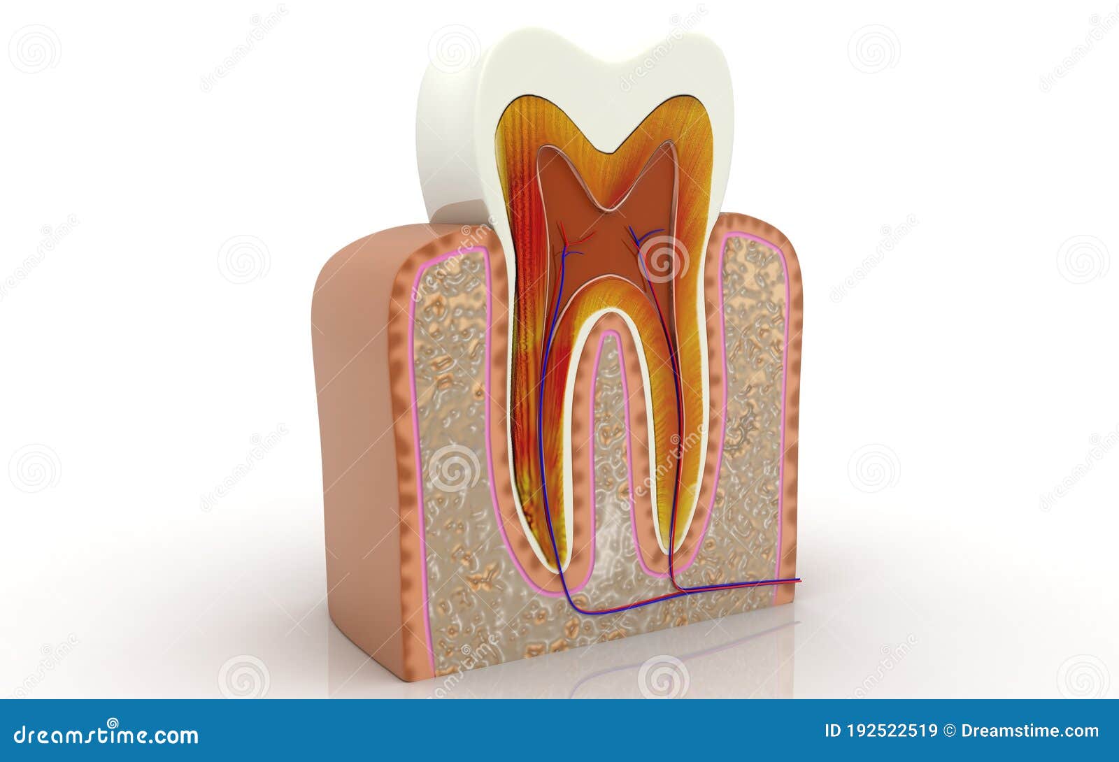 Cross Section of Teeth. 3D Illustration Stock Illustration ...