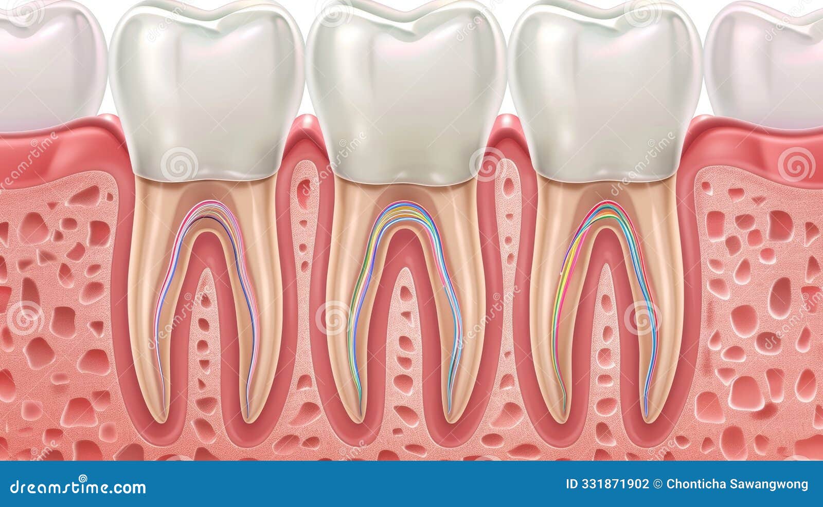 Cross-section of Teeth Showing Enamel, Dentin, and Gum Tissue Stock ...