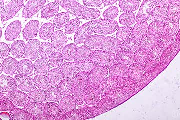Section of Testis Tissue Under the Microscope . Stock Image - Image of ...
