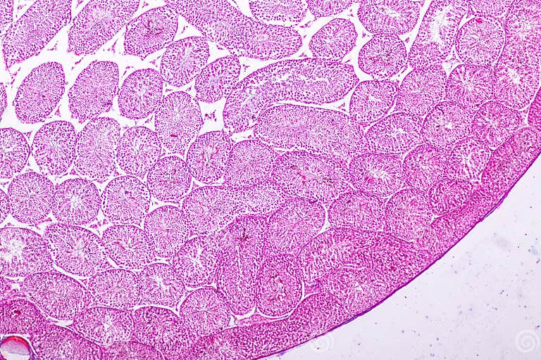 Section of Testis Tissue Under the Microscope . Stock Image - Image of ...