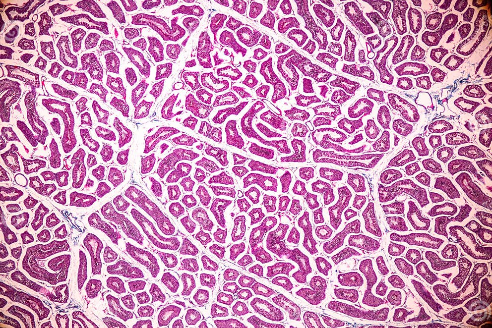 Section of Testis Tissue Under the Microscope . Stock Photo - Image of ...