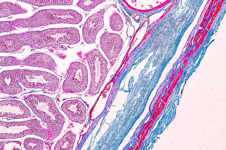 Section of Testis Tissue Under the Microscope . Stock Photo - Image of ...