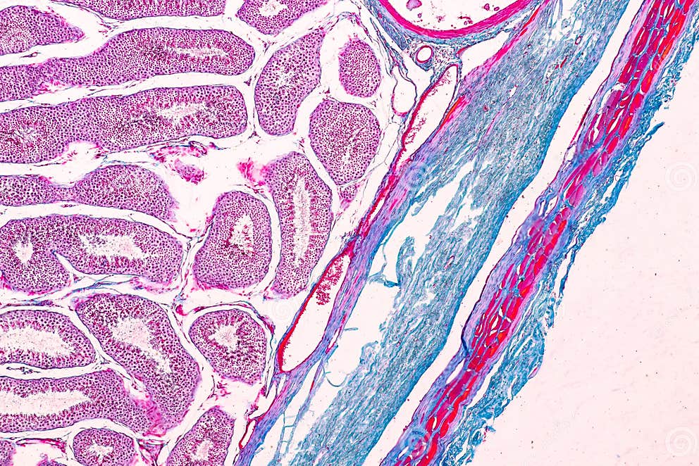 Section of Testis Tissue Under the Microscope . Stock Photo - Image of ...