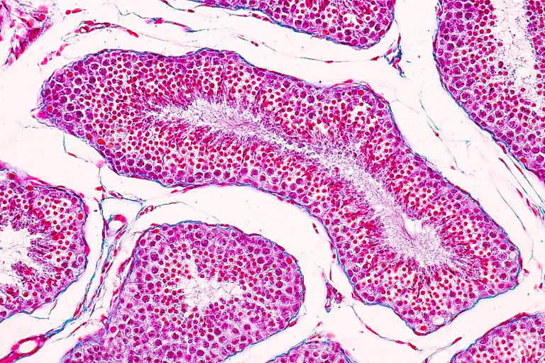 Section of Testis Tissue Under the Microscope . Stock Photo - Image of ...