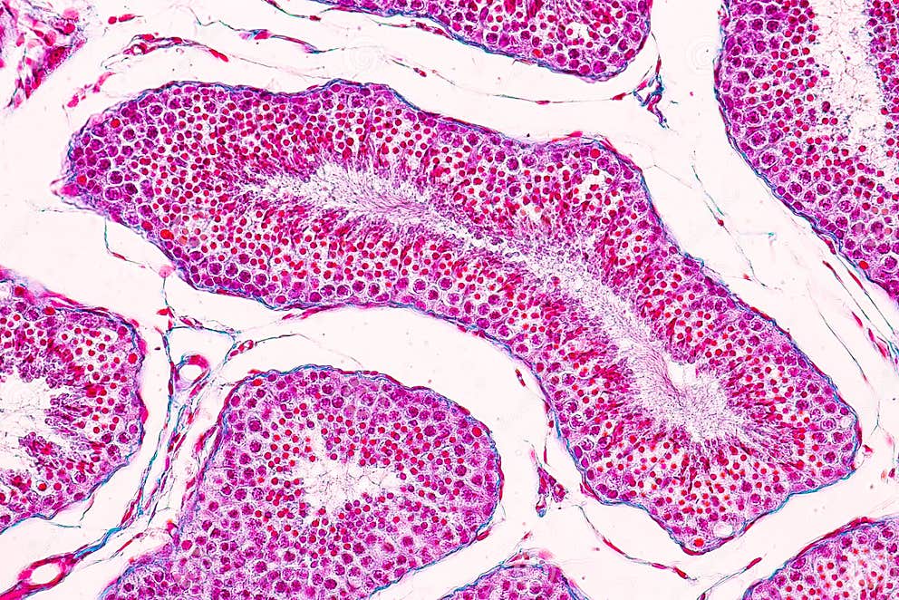 Section of Testis Tissue Under the Microscope . Stock Photo - Image of ...