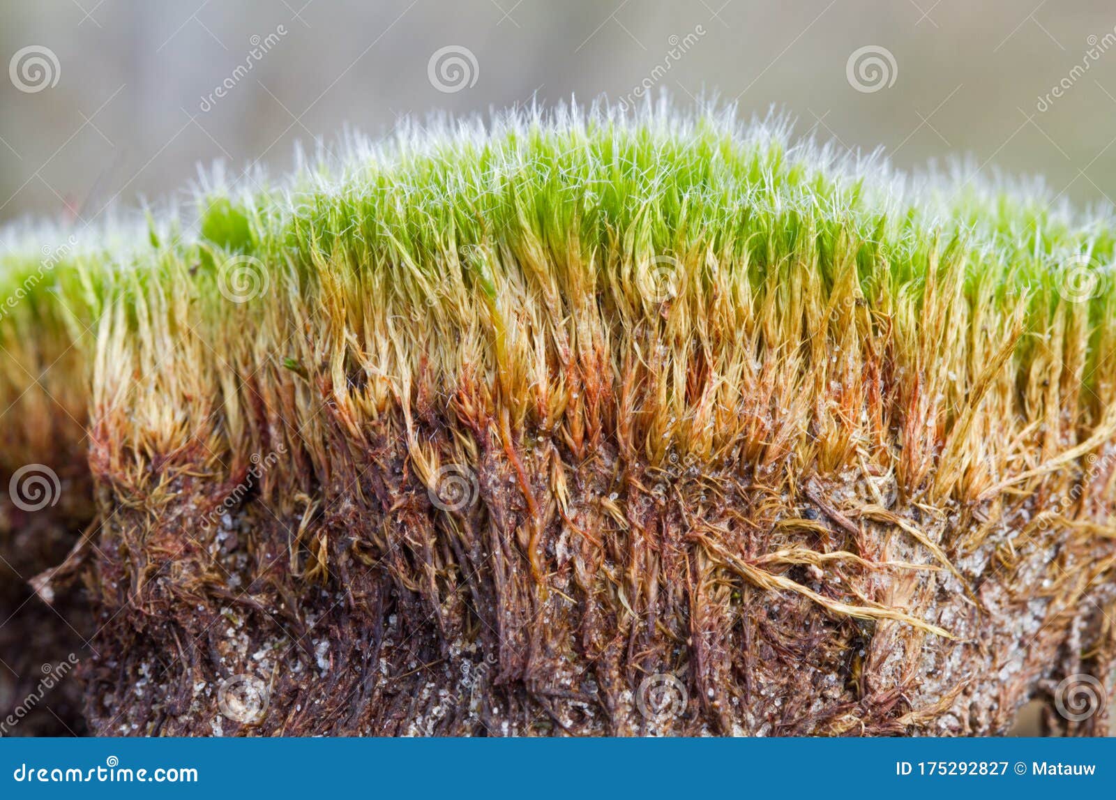 Cross Section through a Carpet of Moss Stock Image - Image of sand ...